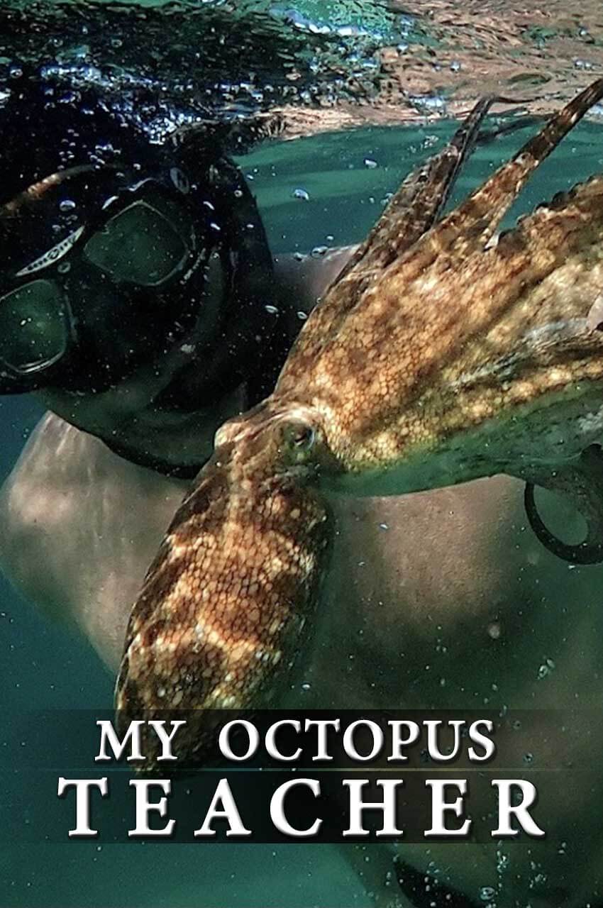 فیلم معلم اختاپوس من - My Octopus Teacher 2020